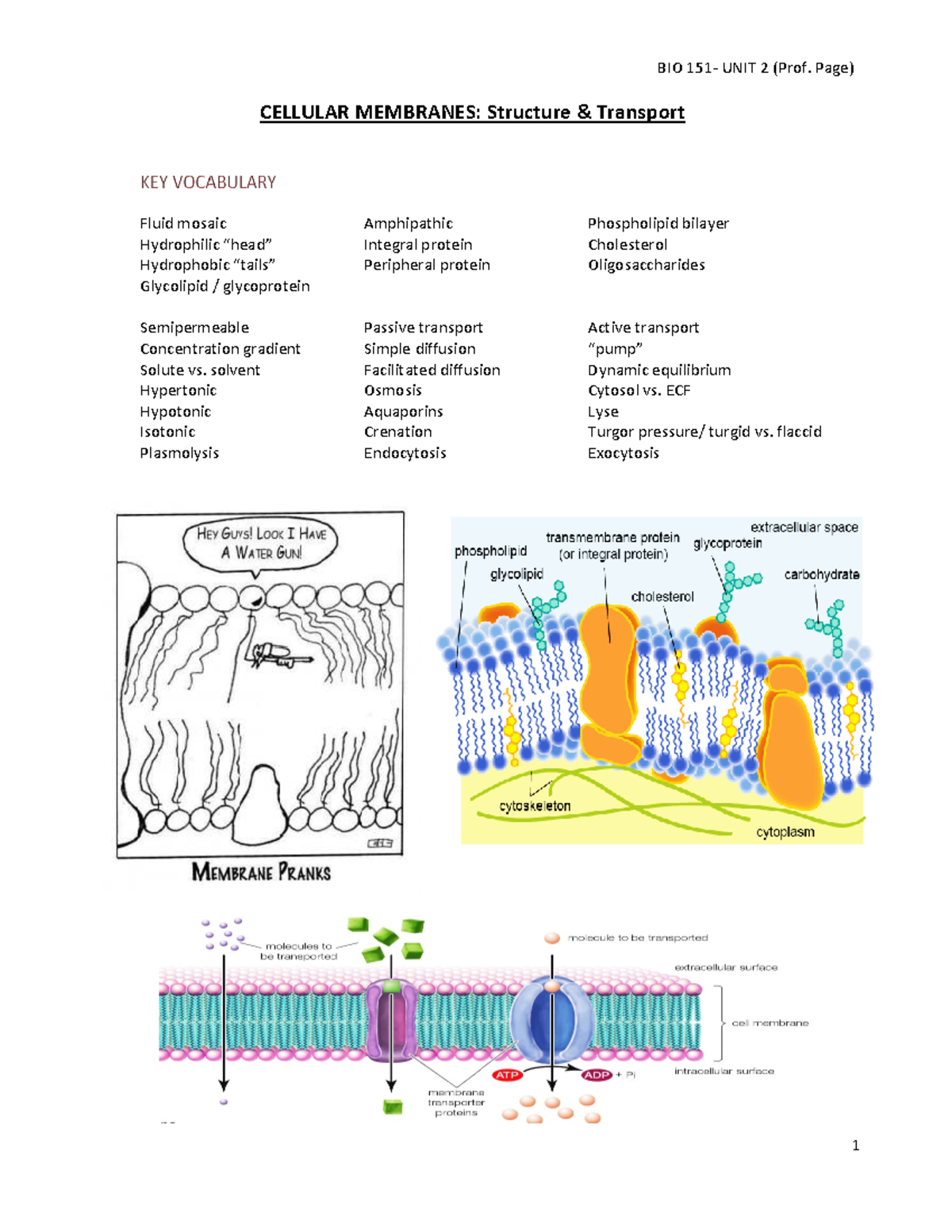 BIO 151 - UNIT 2: Cellular Membranes - Structure & Transport Overview ...