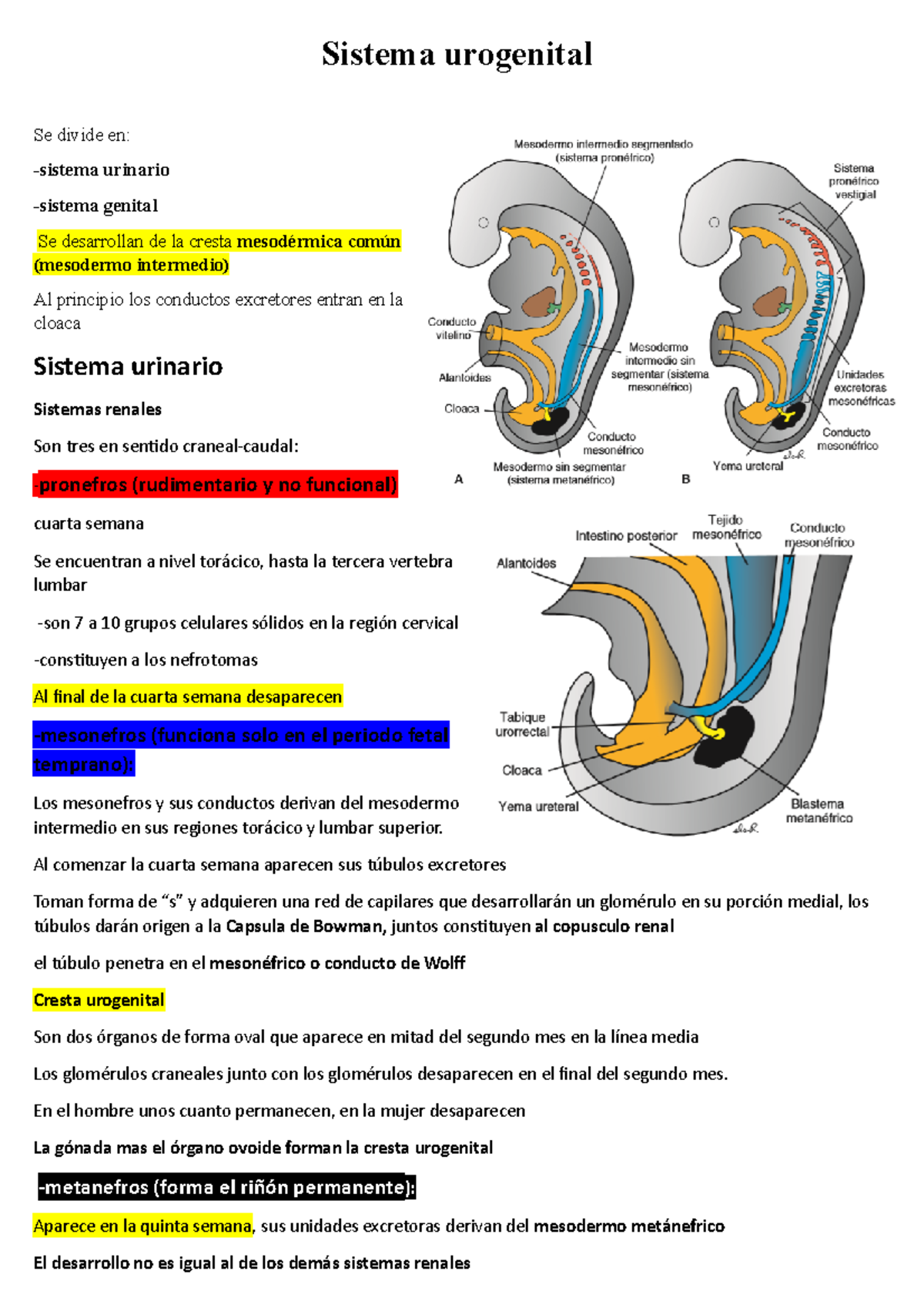 Sistema Urogenital Humano: Desarrollo y Estructuras (Langman) - Studocu