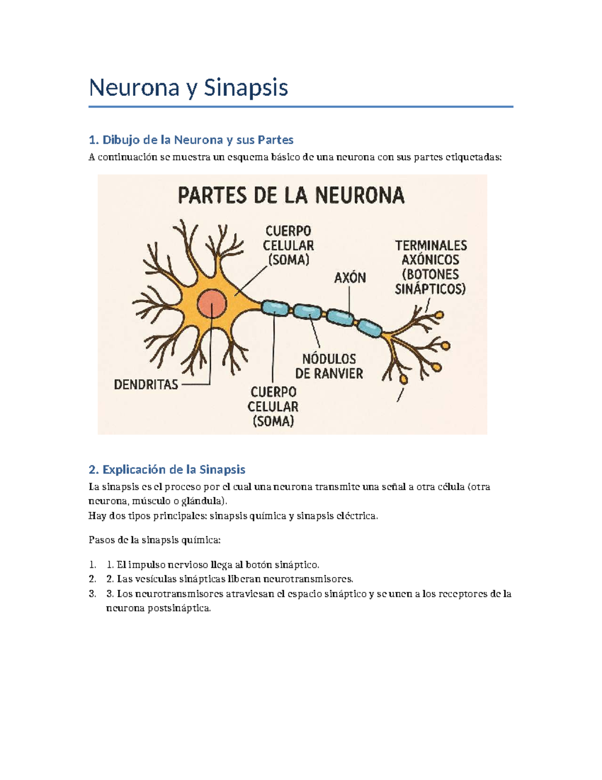 Neurona y Sinapsis: Esquema y Proceso de Transmisión Neuronal - Studocu
