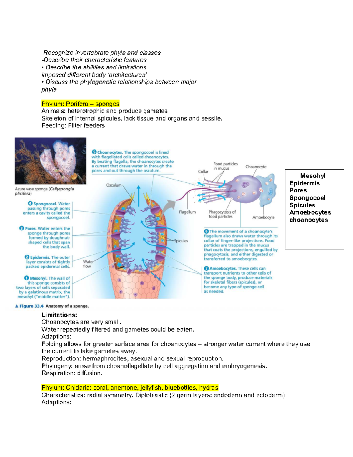 Chordates (BIO 101): Diversity, Characteristics, and Evolutionary ...