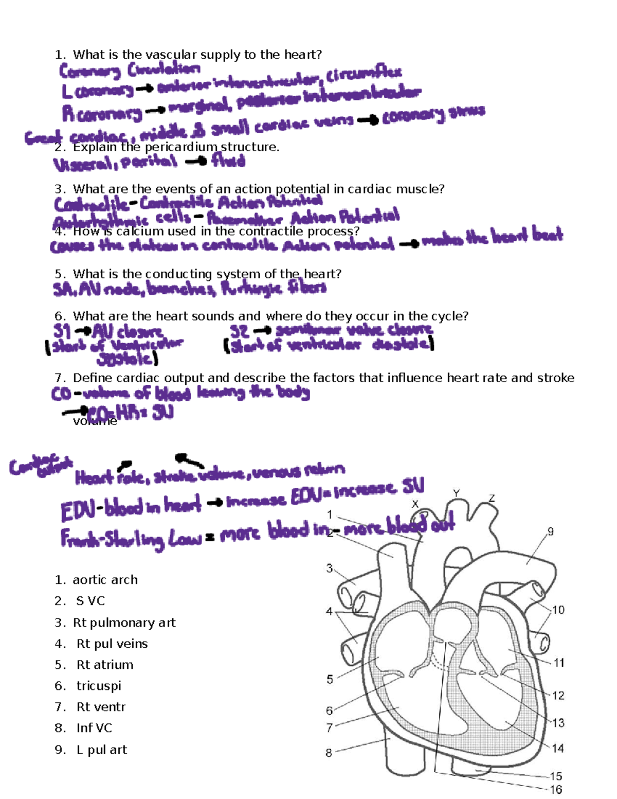 Understanding Cardiac Physiology: Heart Structure, Function & Action ...