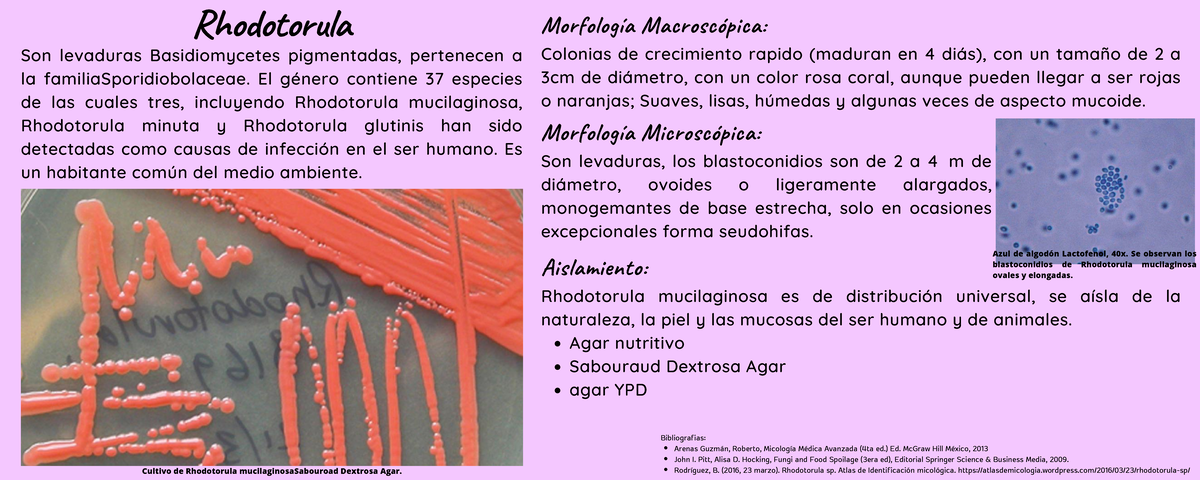 Rhodotorula - Rhodotorula Son levaduras Basidiomycetes pigmentadas ...