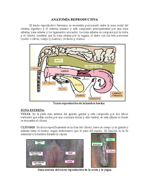 1. Anatomia e fisiologia reprodutiva da fêmea - RESUMO Anatomia e ...