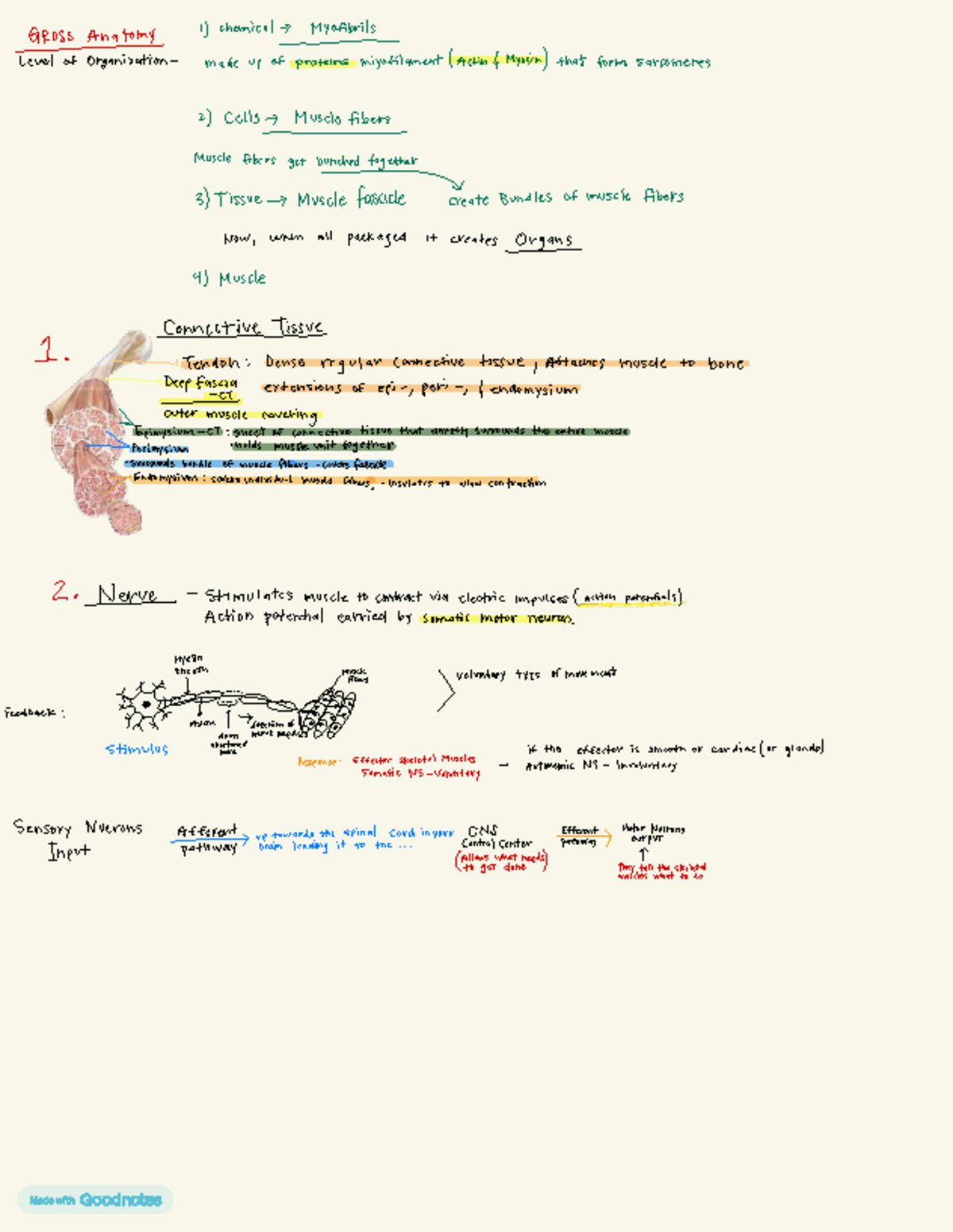 Anatomy of Muscles and Muscle Fibers: Overview and Functions - 1 ...