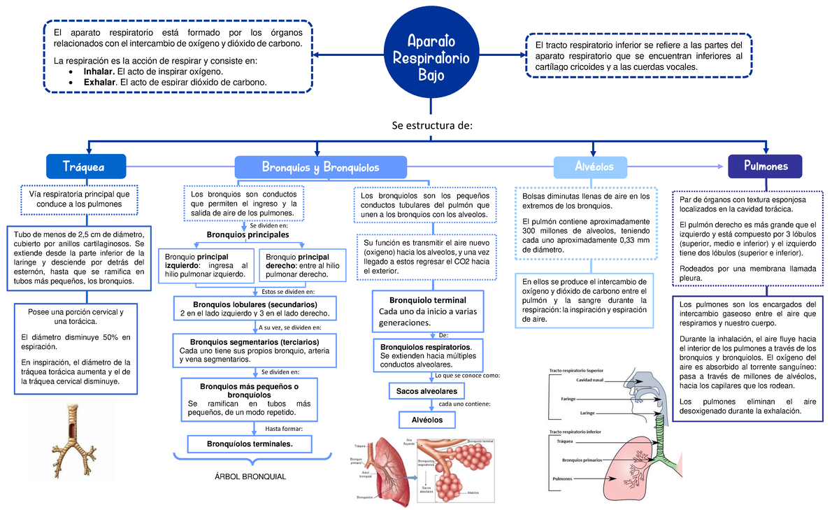 MAPA Conceptual sistema respiratorio - Aparato Respiratorio Bajo Tr·quea Bronquios y Bronquiolos ...