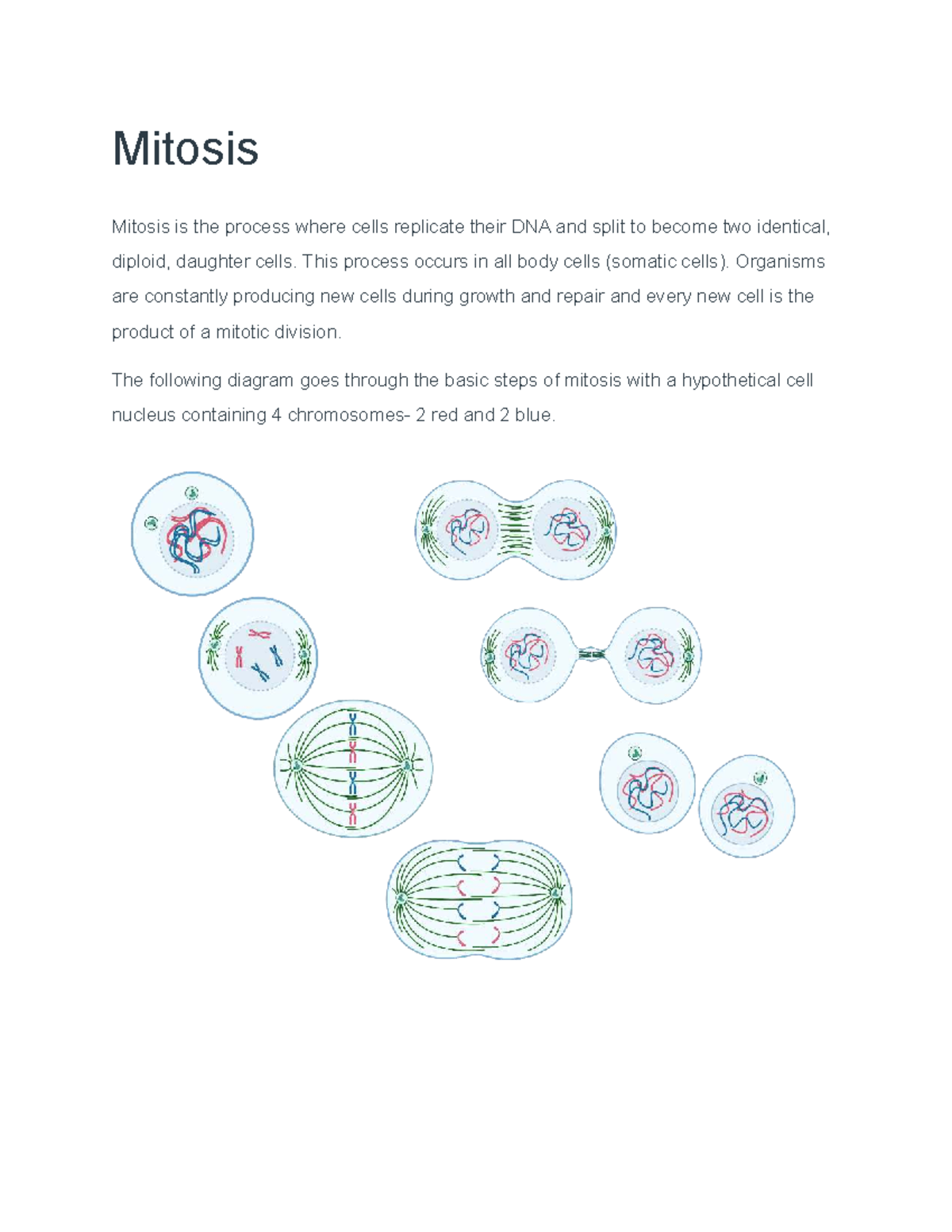 Lecture 5: Mitosis and Meiosis Overview and Key Differences - Mitosis Mitosis is the process ...