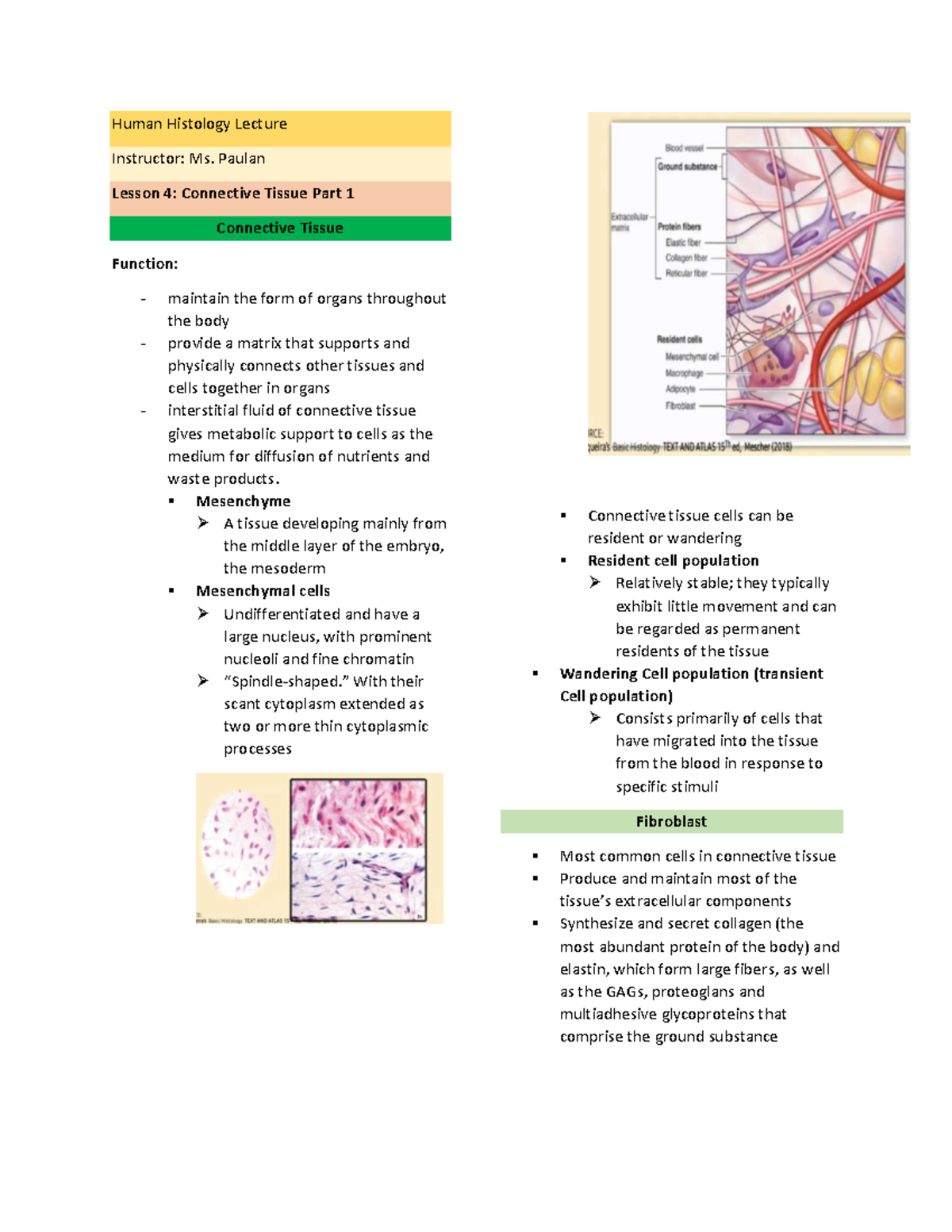 Human Histology Lecture Connective Tissue Part 1 - Human Histology ...