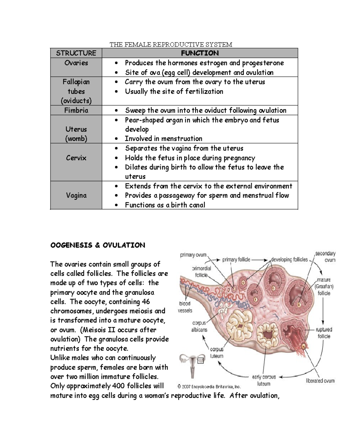 Female Reproductive System Function And Structure