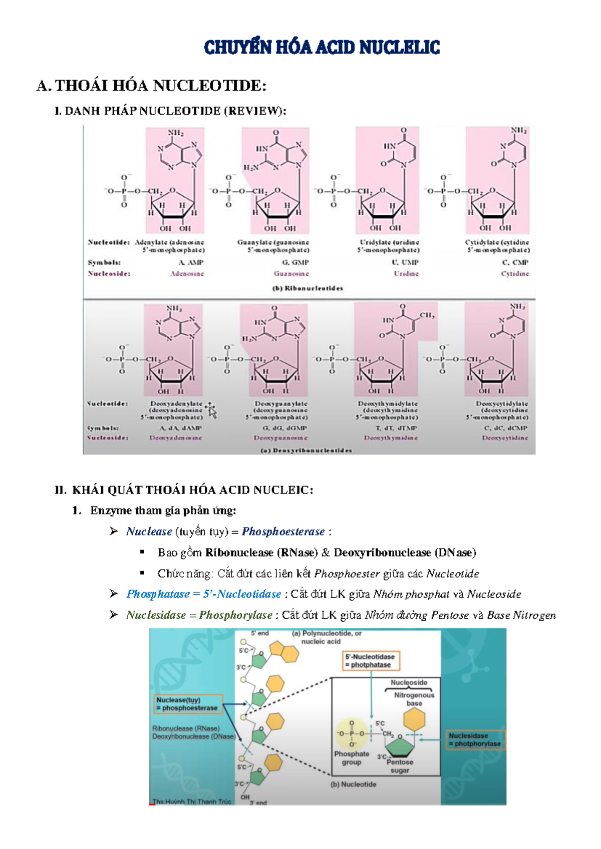Chuyển Hóa Acid Nucleic: Thoái Hóa Nucleotide và Bệnh Lý Liên Quan ...