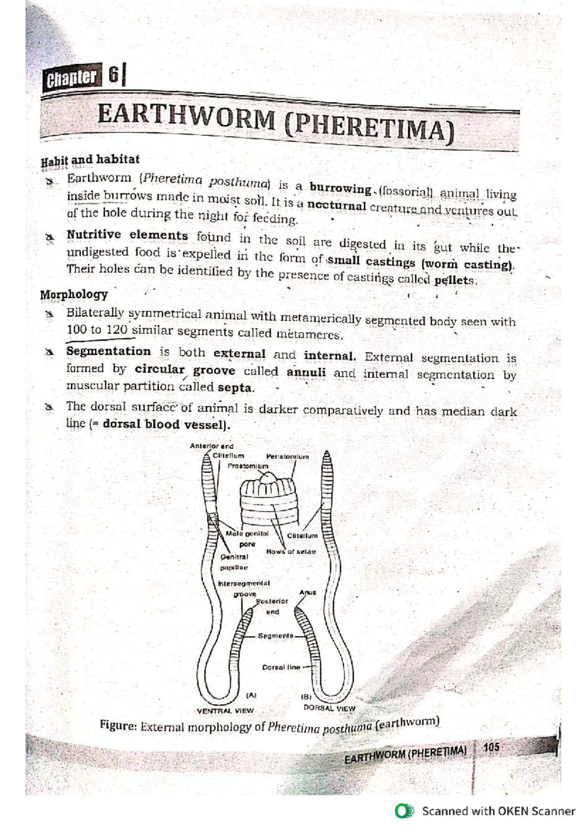 Chapter EARTHWORM (PHERETIMA): Habit, Habitat, and Morphology - Studocu