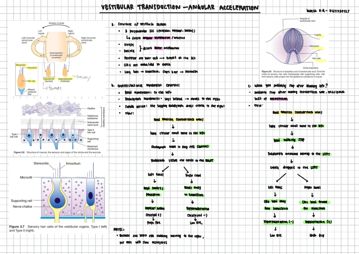 Physiology of Equilibrium: VESTIBULAR TRANSDUCTION Notes - Studocu