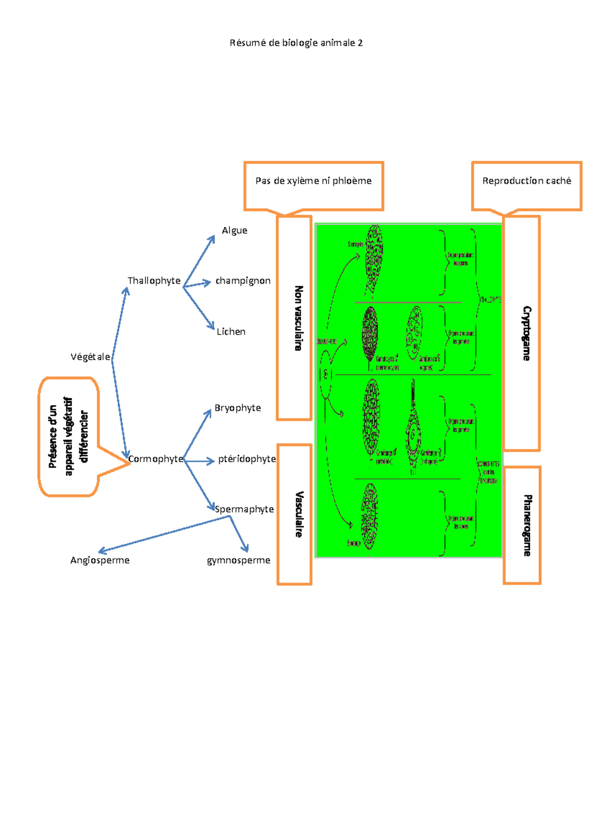 Resumé bv2 - Algue Thallophyte champignon Lichen VÈgÈtale Bryophyte ...