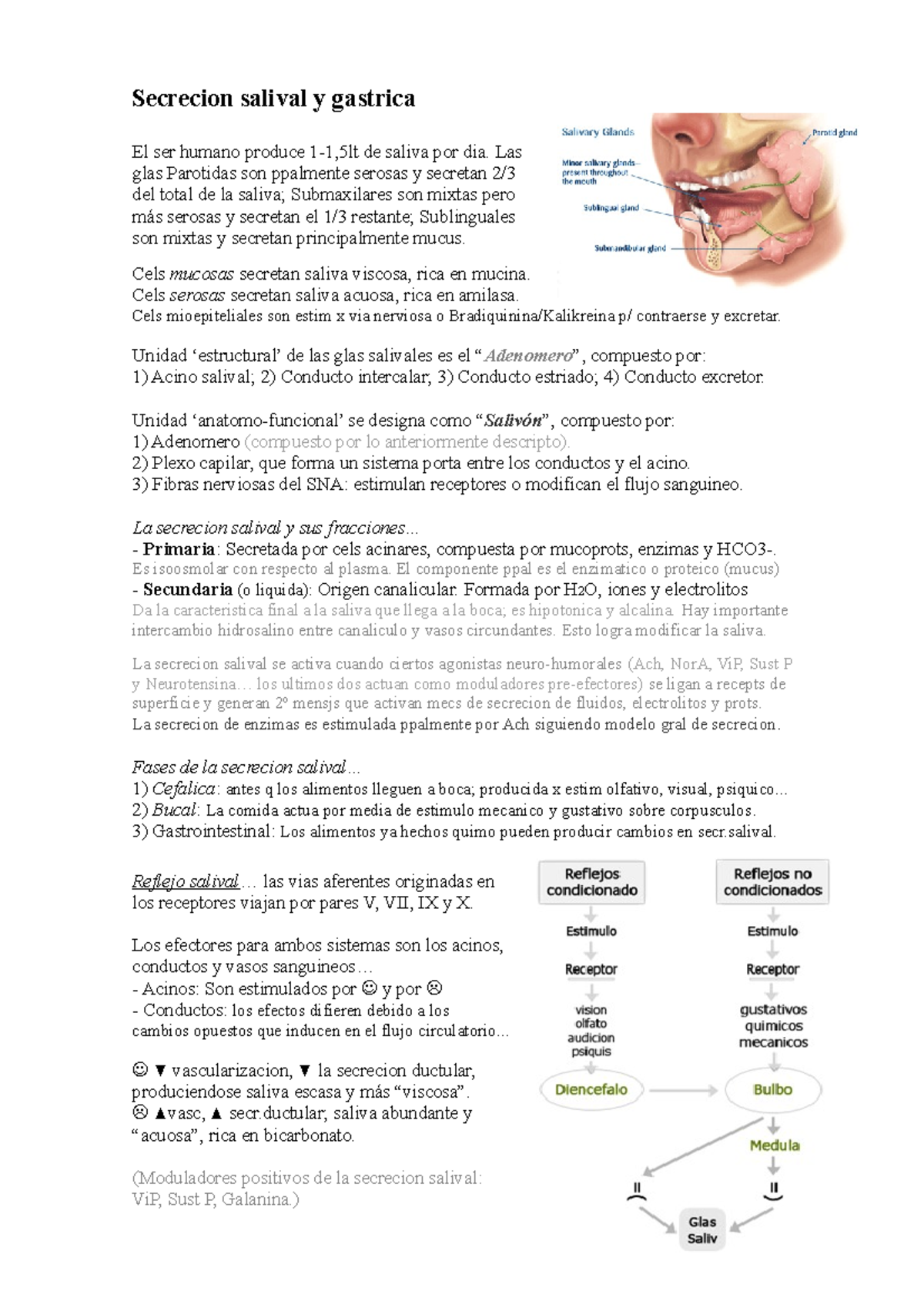 Fisiología Digestiva II: Secreción Salival y Gástrica Detallada - Studocu