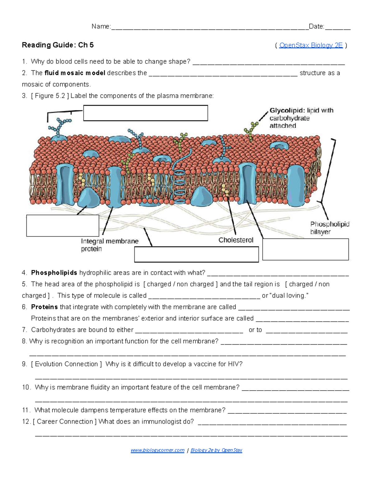 Chapter 5 - structure and function labeling - - Studocu