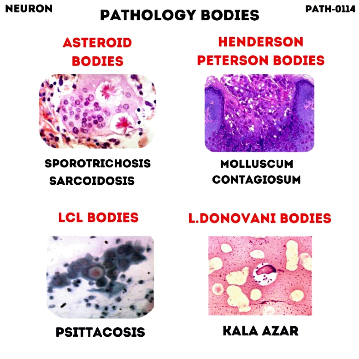 Pathology Bodies Overview: Key Concepts and Terminology - Studocu