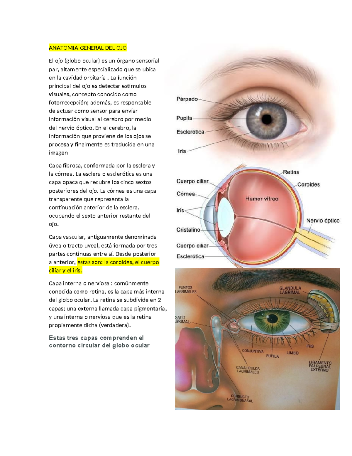 ANATOMÍA DEL OJO: ESTRUCTURAS Y FUNCIONES ESENCIALES - Studocu