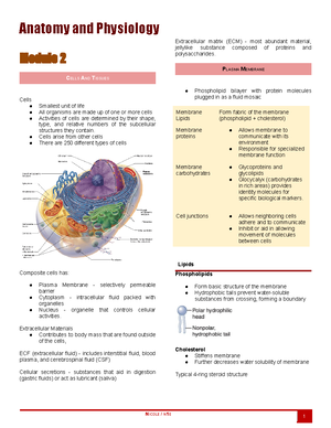 Schematic Diagrams - pictures - Anatomy & Physiology - Studocu