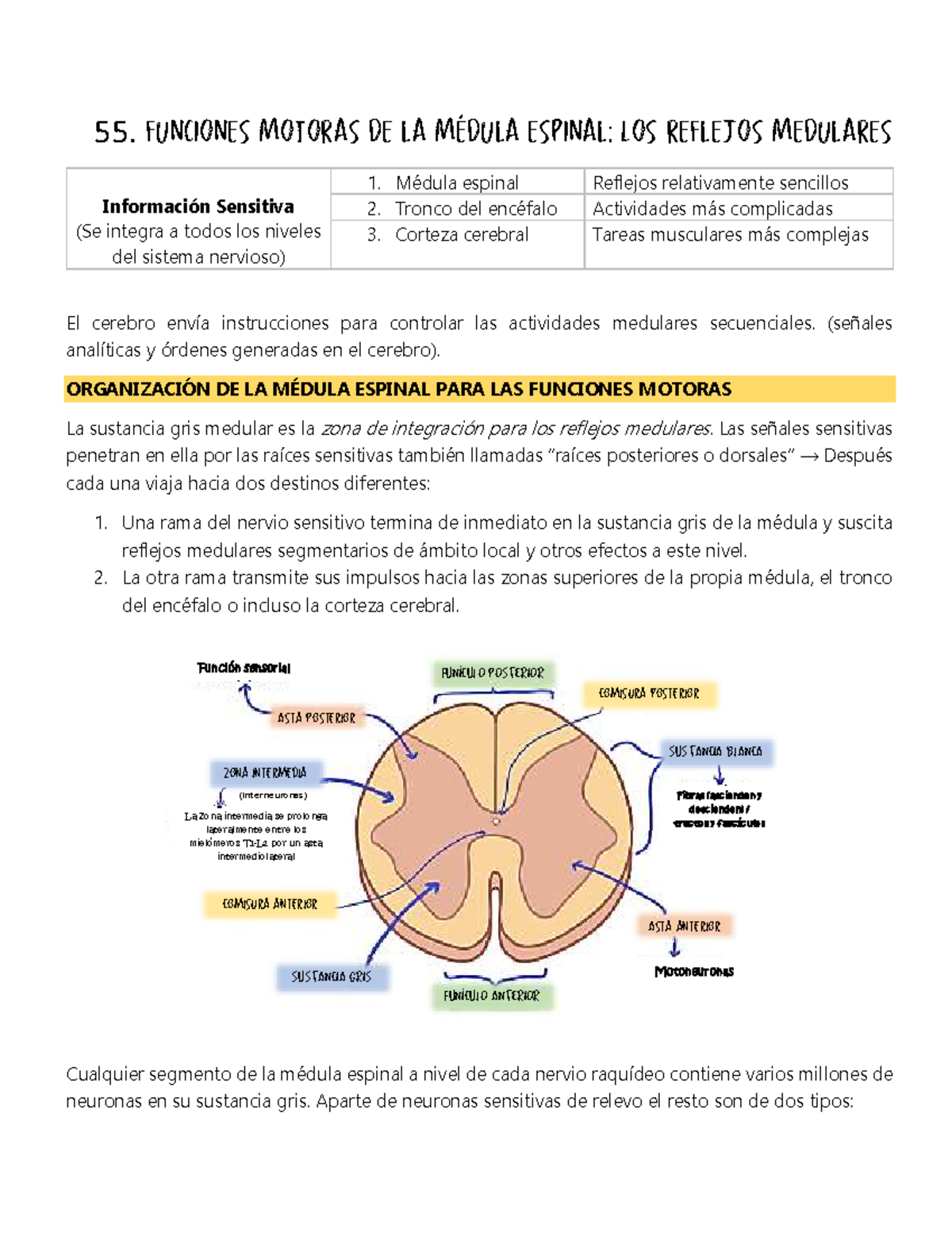 CAP. 55 Funciones Motoras DE LA Médula Espinal - Reflejos Medulares - 55. funciones motoras de ...
