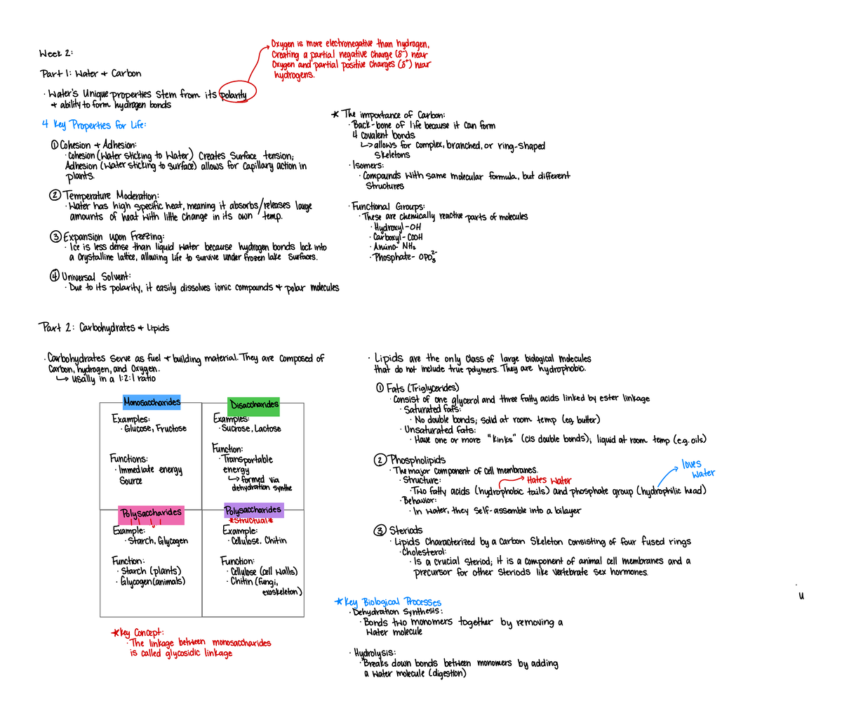 Exam 1 Review: Key Properties of Water & Carbohydrates in Life - Studocu