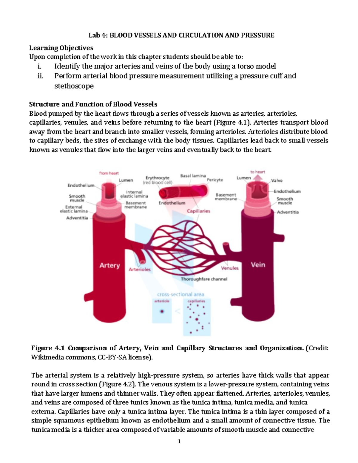 Lab 4: Blood Vessels, Circulation & Pressure Overview and Objectives ...