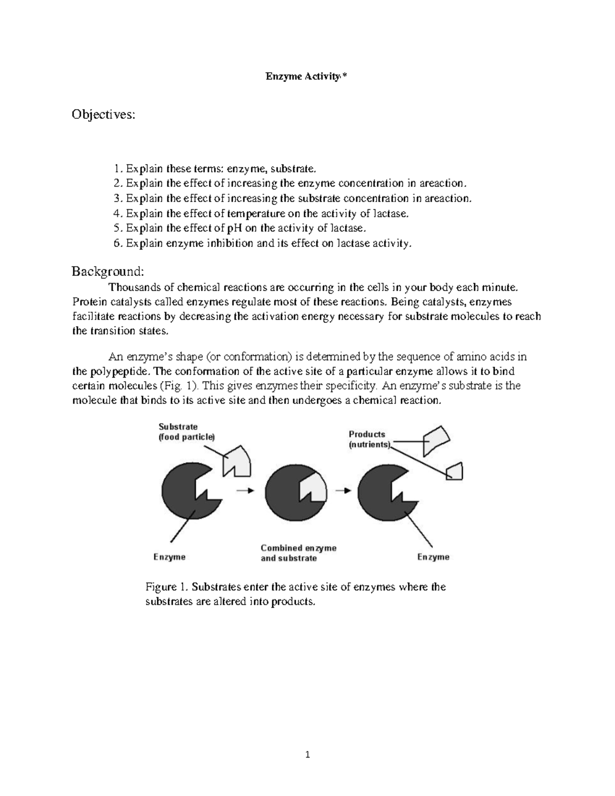 Enzymes Lab Complete - Enzyme Activity * Objectives: Explain these ...