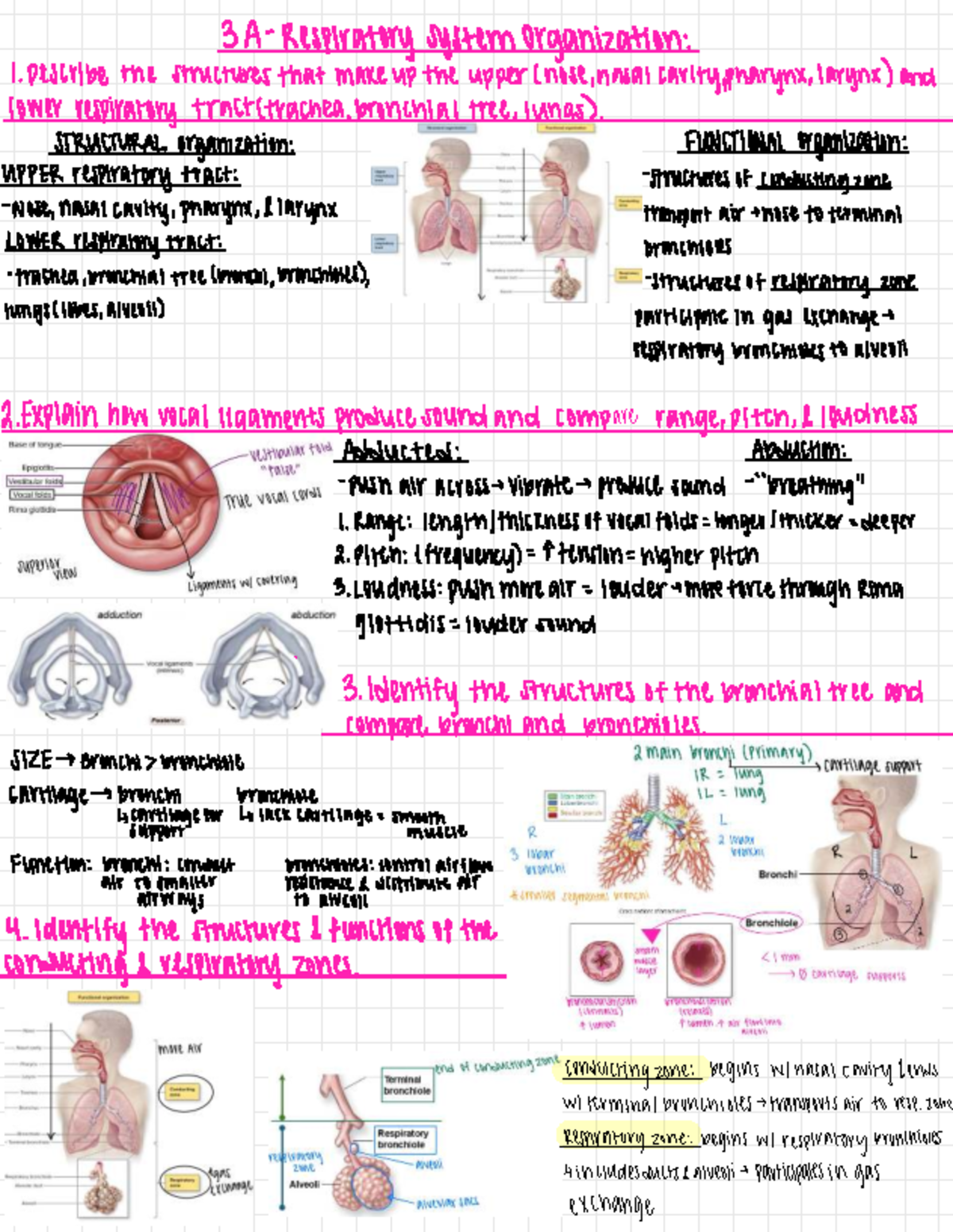 Final Exam Study Guide for BIO101: Key Concepts and Topics - 3 A ...