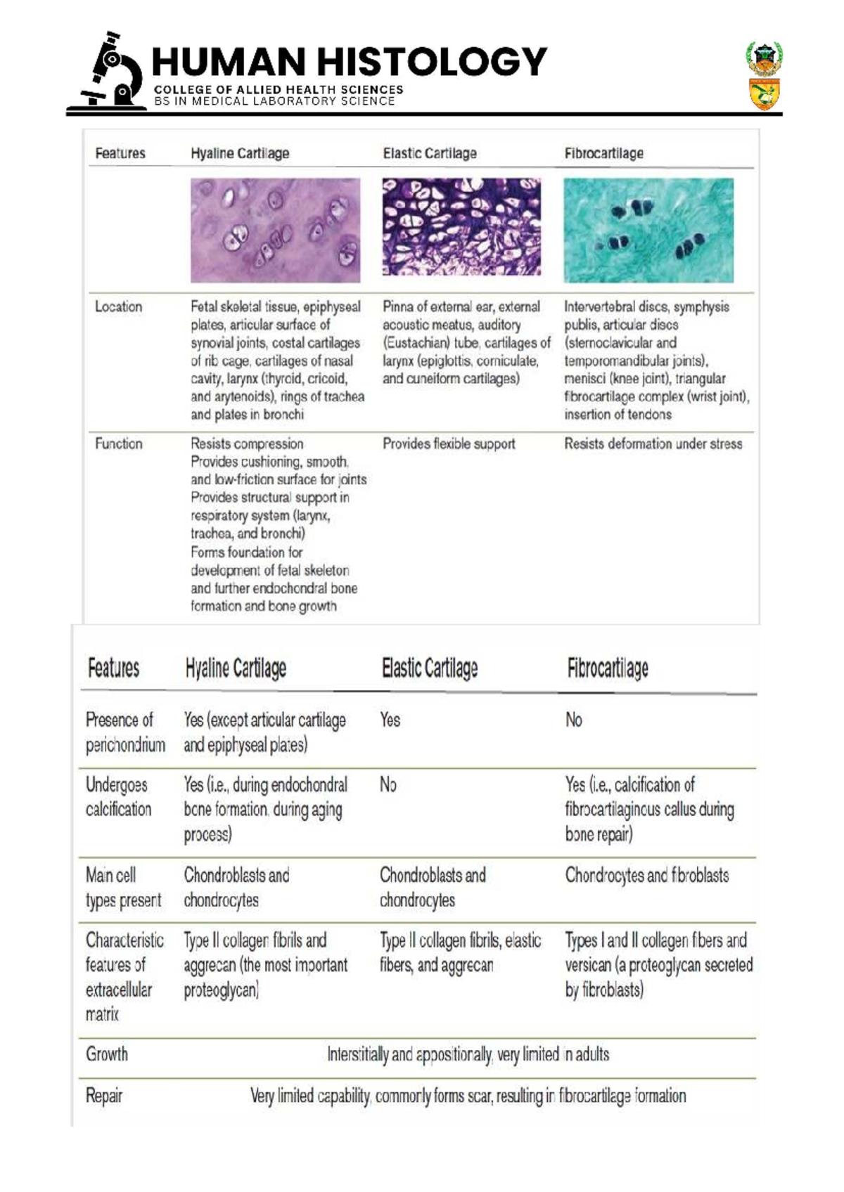 HISTO 101: Cartilage Types and Features Overview - Studocu