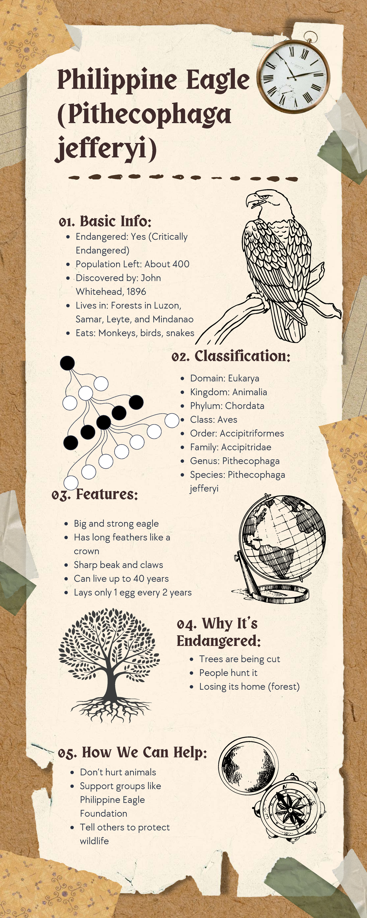 Philippine Eagle (Pithecophaga jefferyi) Conservation Overview - Studocu