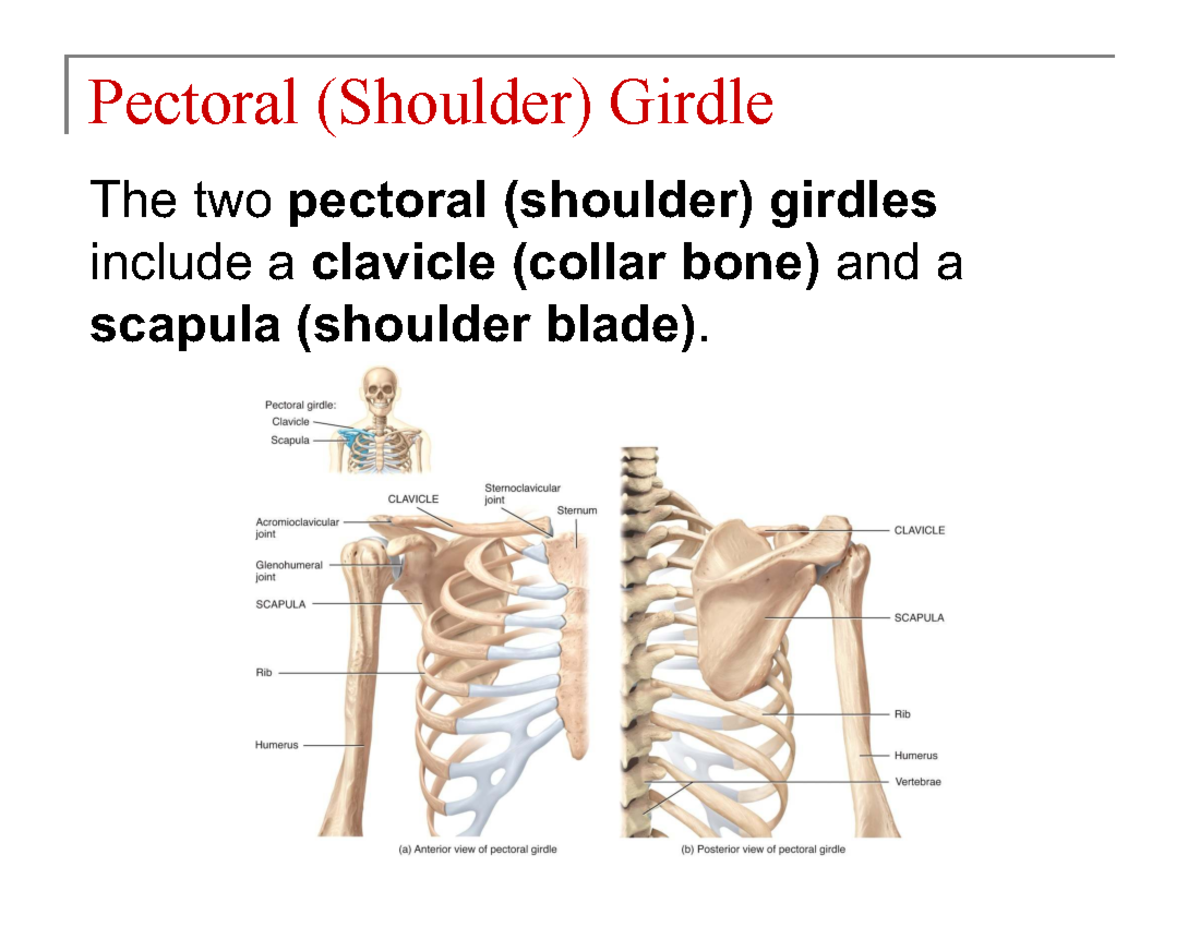 Appendicular Skeleton: Pectoral & Pelvic Girdles Overview - Studocu