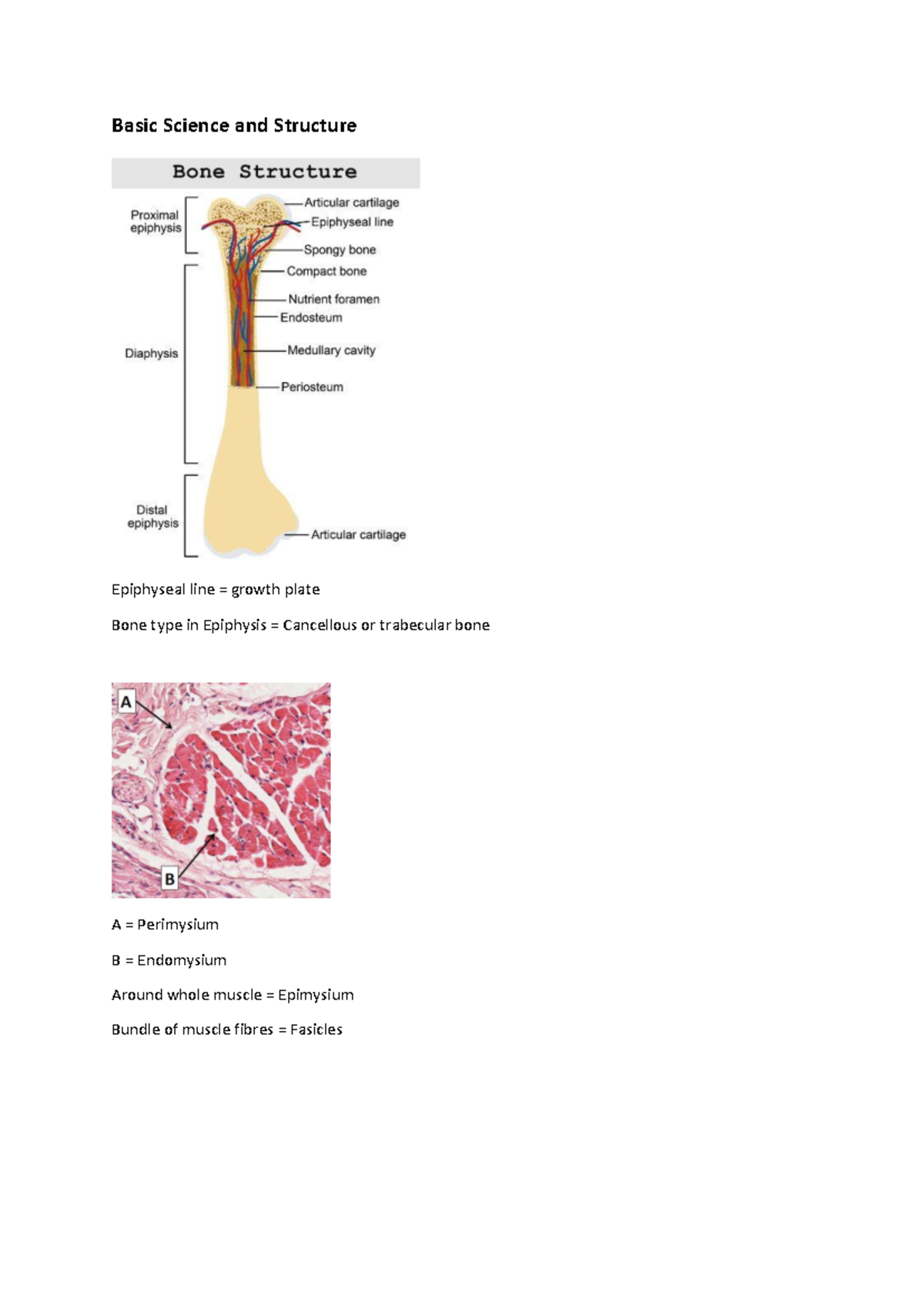 Cortex MSK AZ - musculoskeletal core text - Basic Science and Structure ...