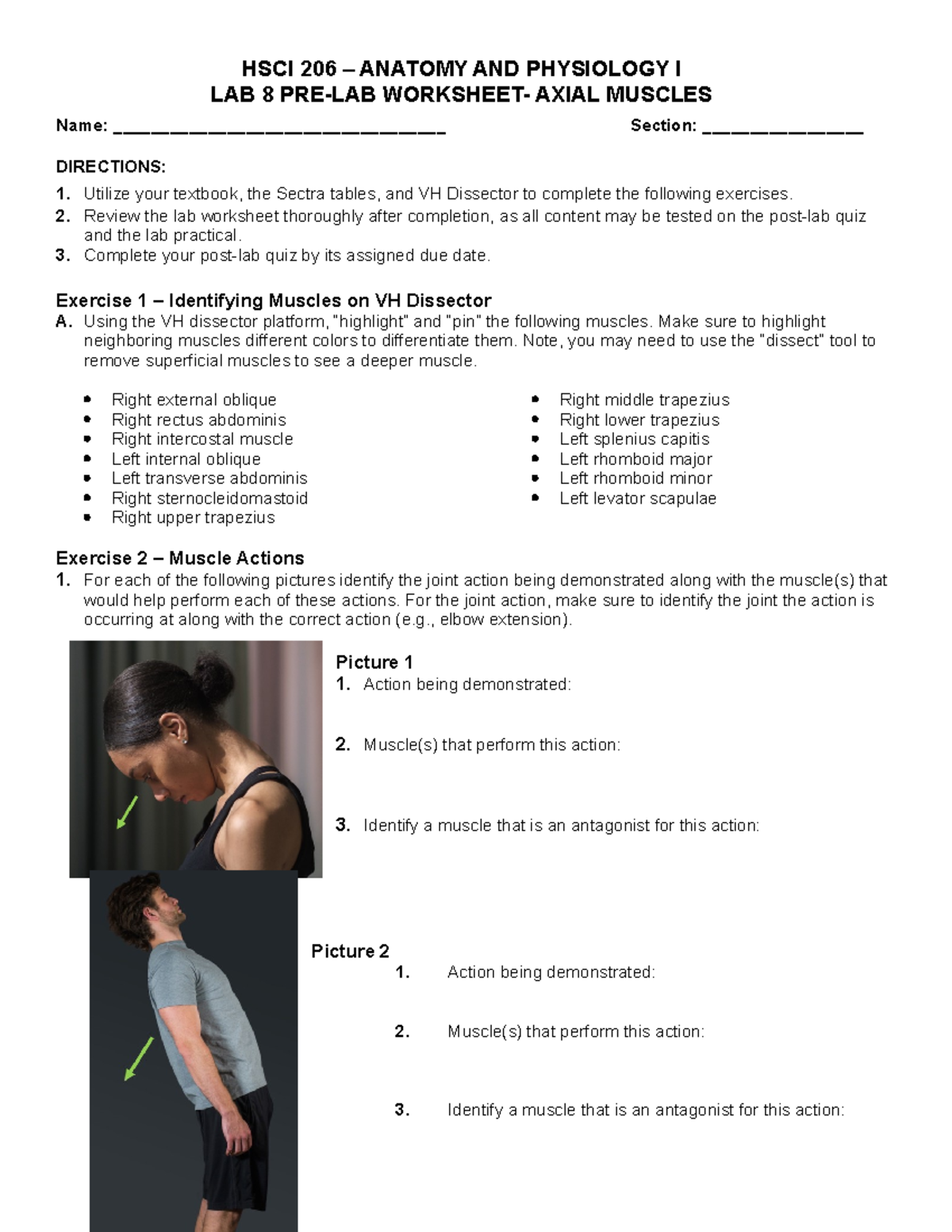 HSCI 206 Lab 8 Pre-Lab Worksheet: Axial Muscles Exercises - Studocu