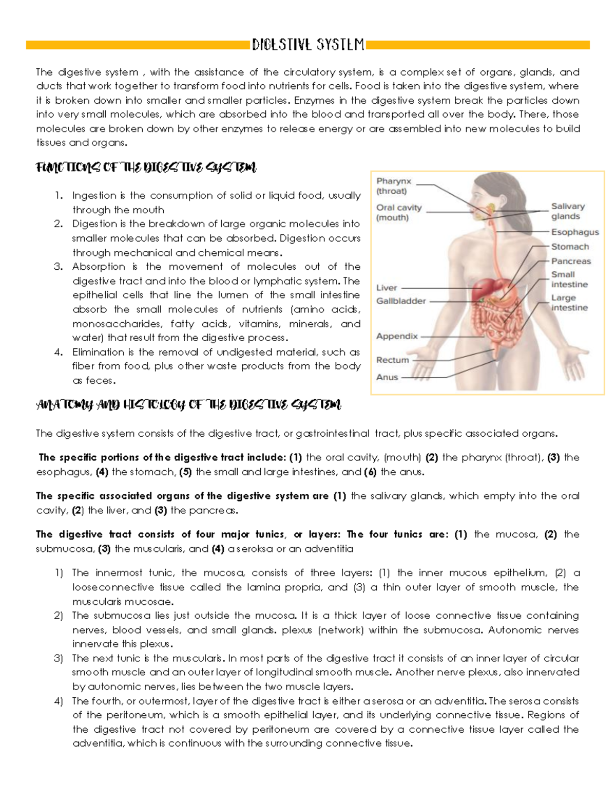 Digestive System - Useful in first year nursing - The digestive system , with the assistance of ...