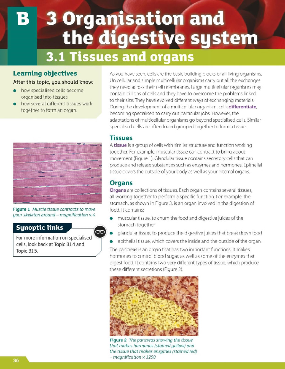 B3 & B4 AQA GCSE: Organisation & Digestive System Overview - Studocu