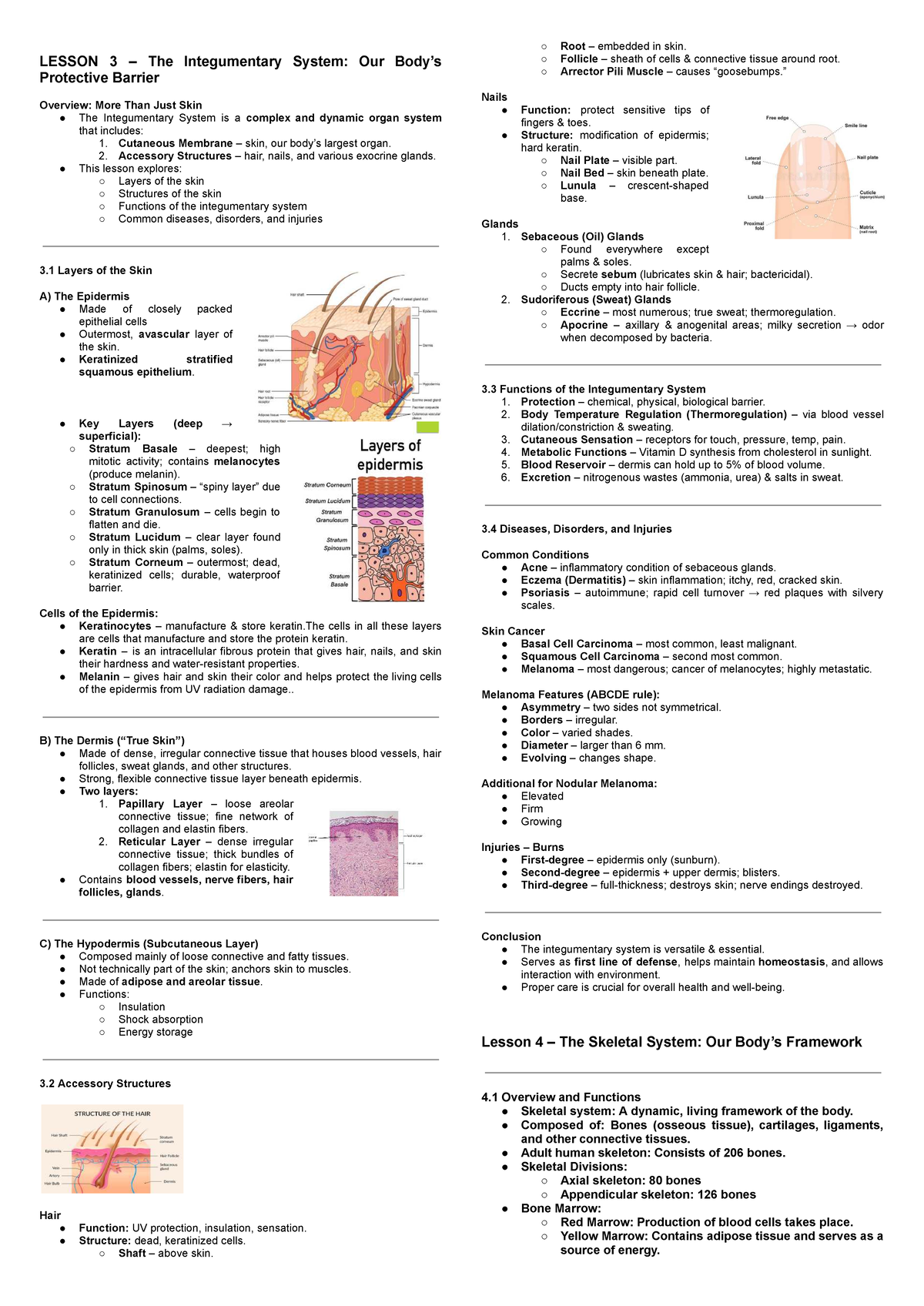 LESSON 3: The Integumentary System Overview and Functions - Studocu