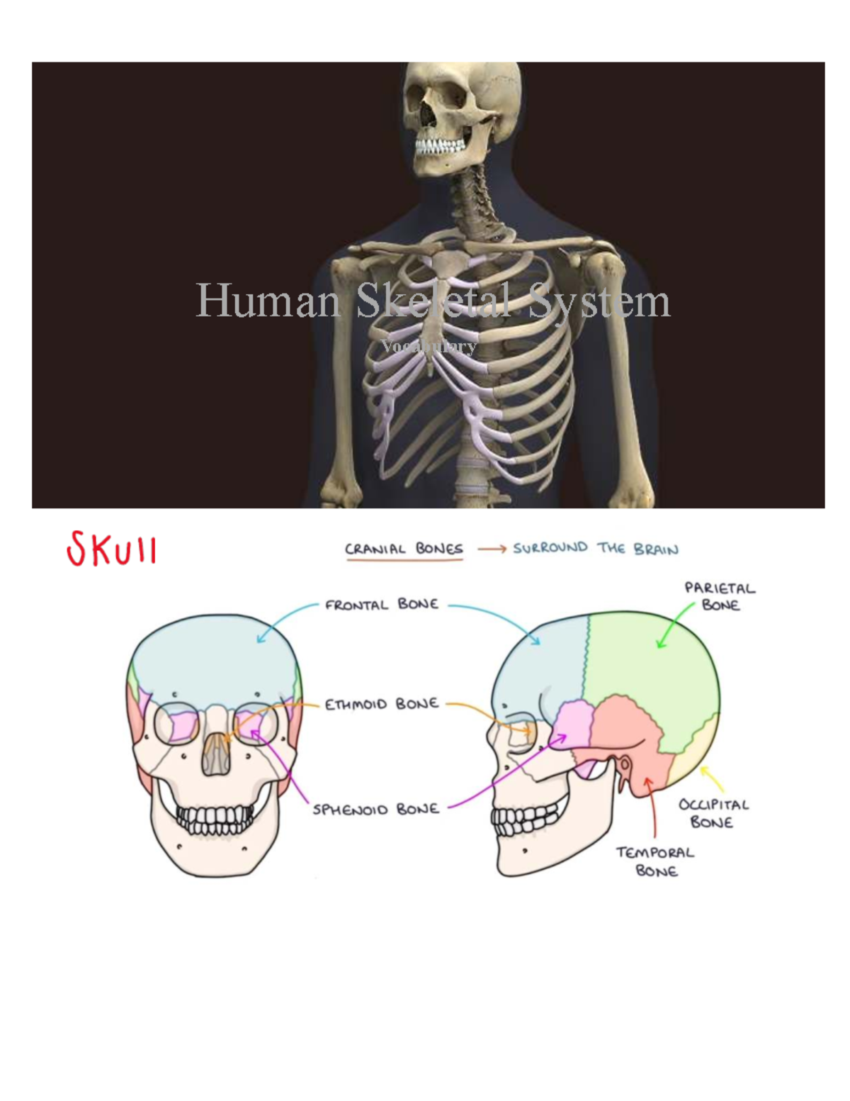 Human Skeletal System Overview: Cranial & Facial Bones (BIO 101) - Studocu