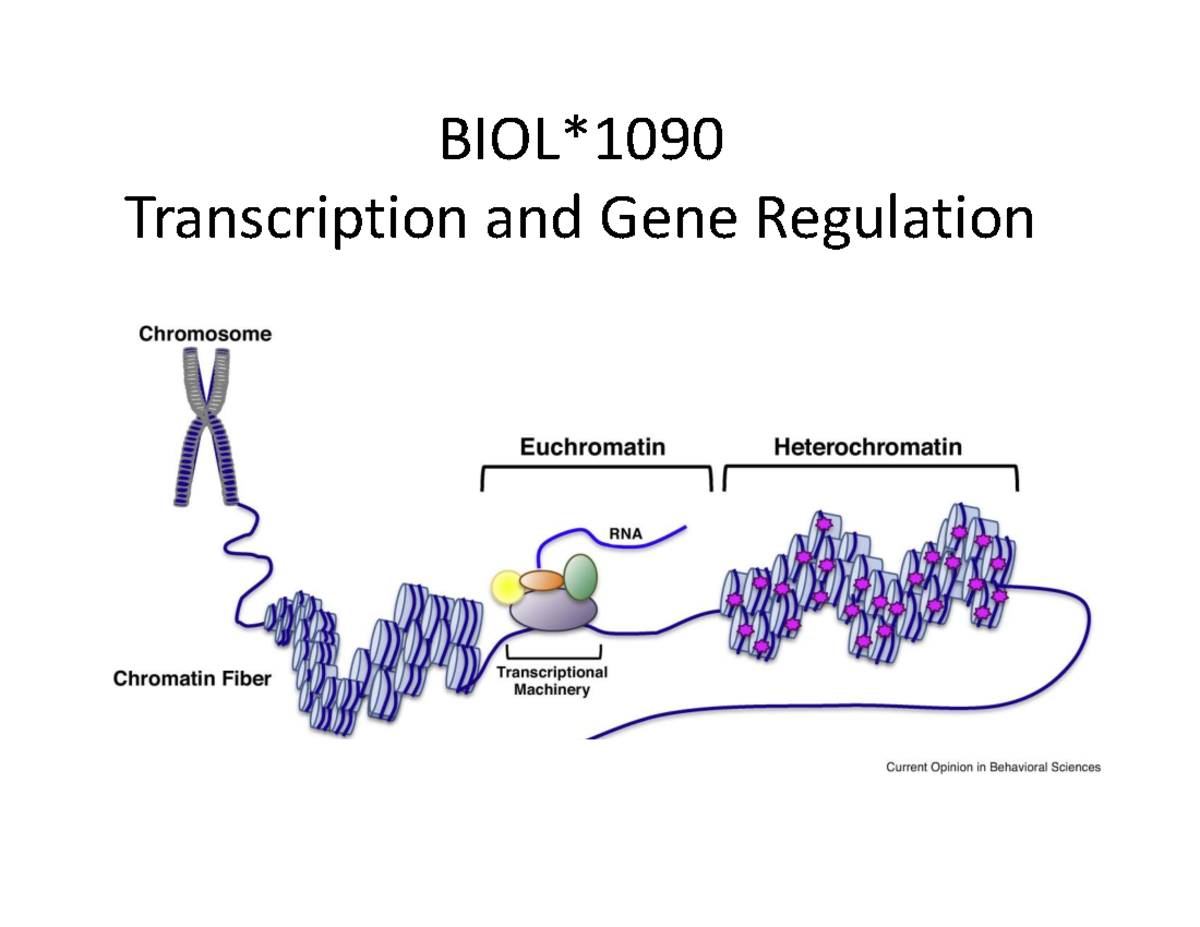 BIOL1090 Lecture: Transcription Regulation & Translation Overview - Studocu