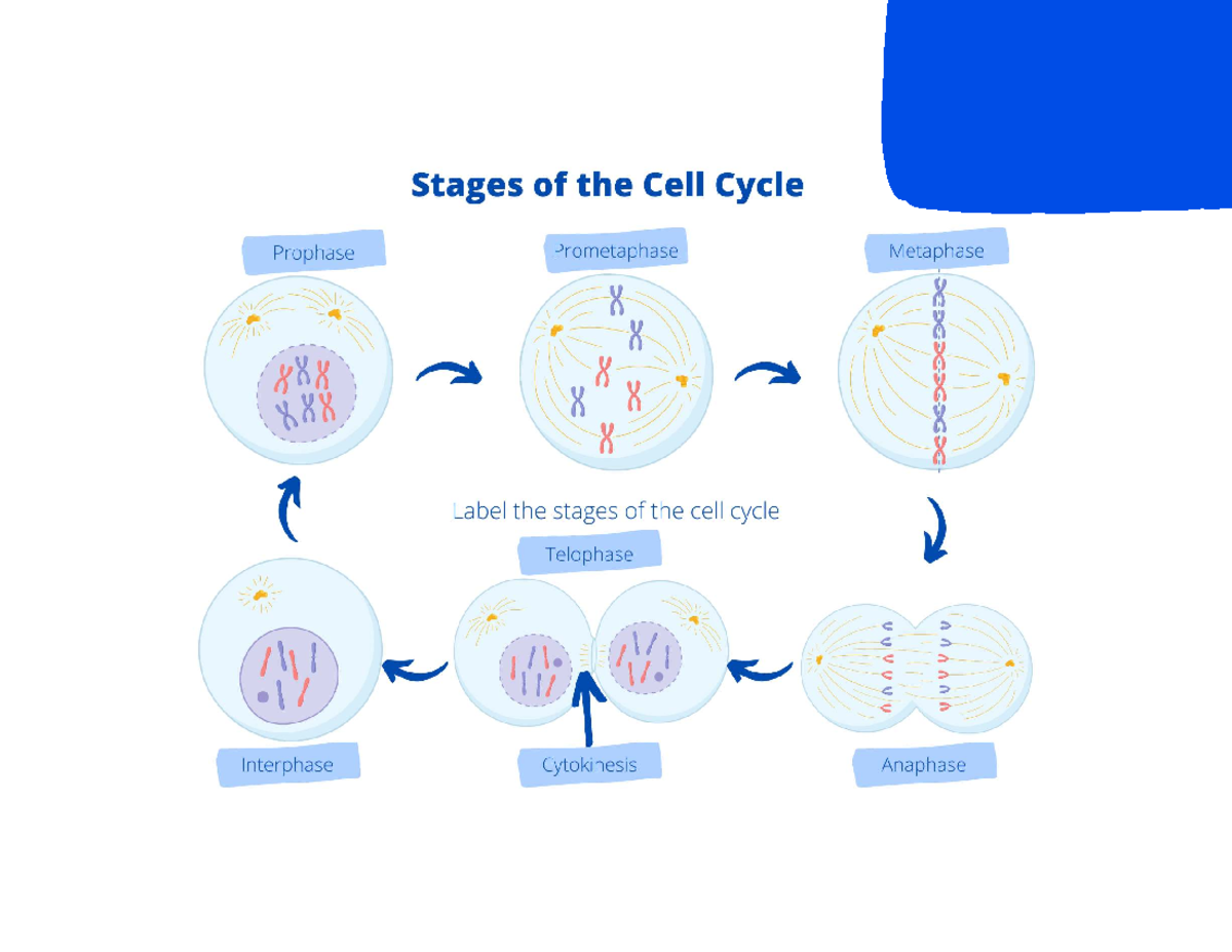 Stages of Mitosis - Stages of the Cell Cycle Prophase Prometaphase ...