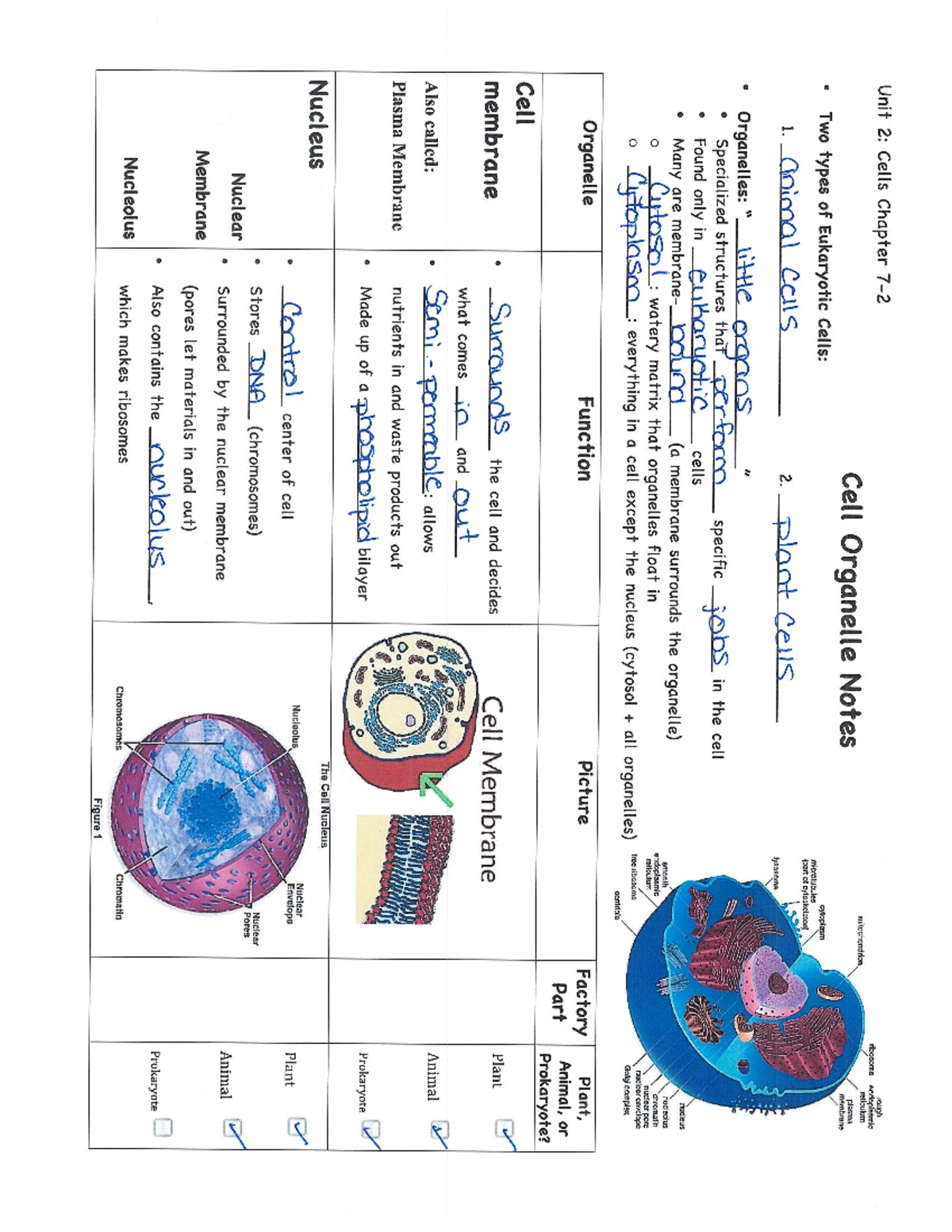 Unit 2: Cells Chapter - Cell Organelle Fill-in Notes - Studocu