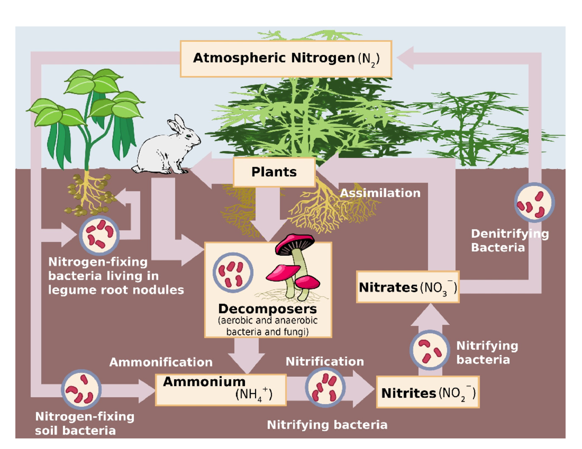 The Nitrogen Cycle - Atmospheric Nitrogen (N2) Plants Assimilation ...