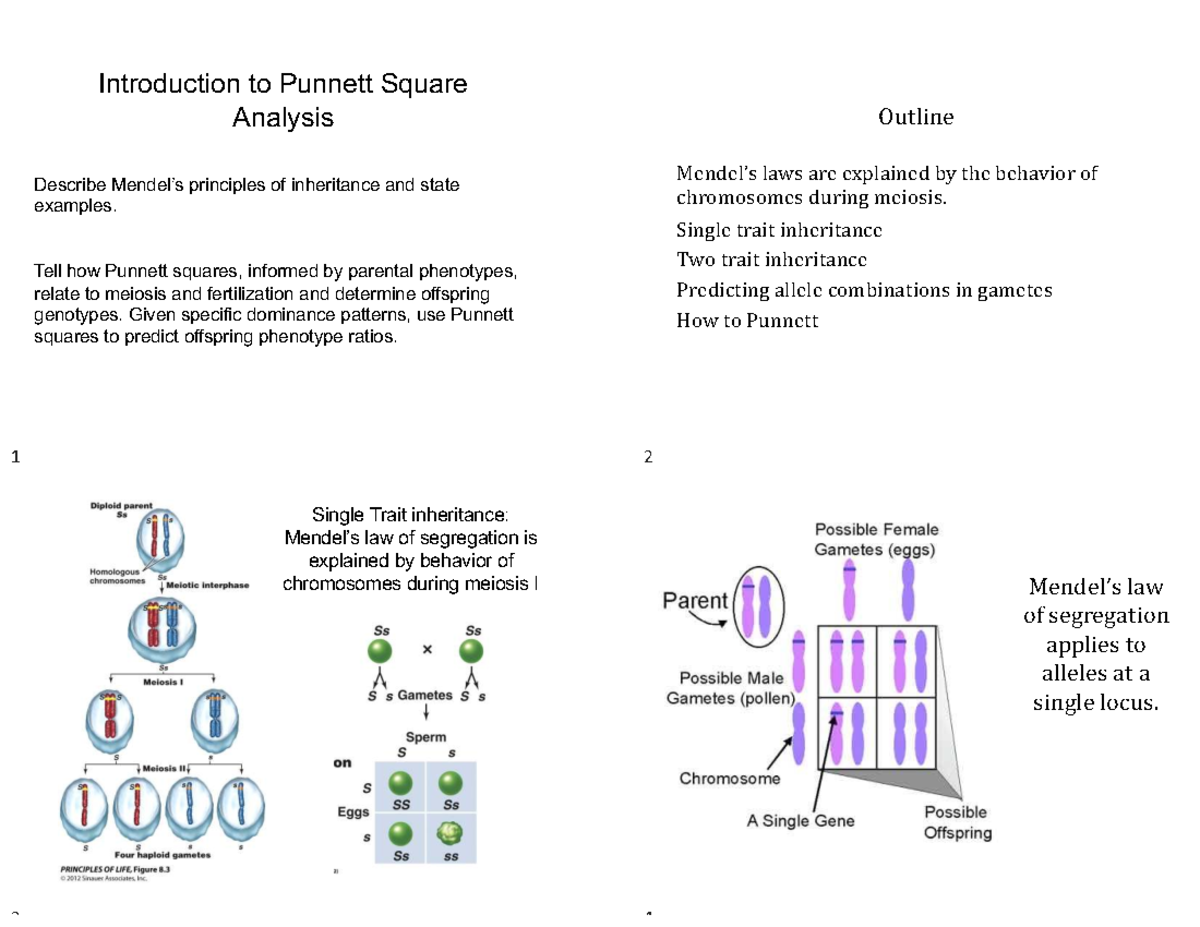 Introduction to Punnett Square: Mendelian Genetics Overview - Studocu