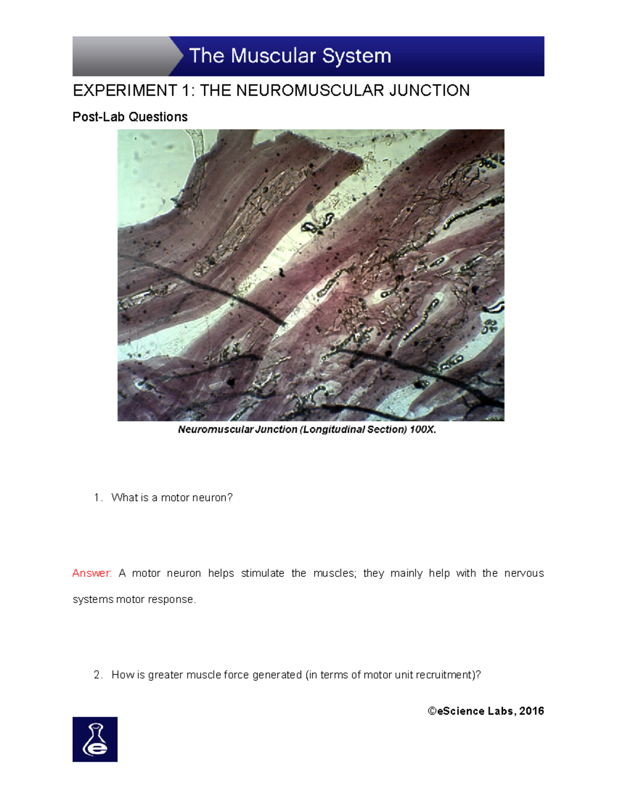 Lab 7: Muscular System Analysis and Experiments - Sp20 - Studocu