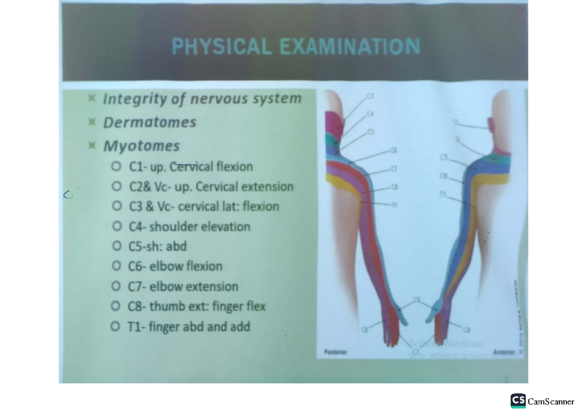 Neurodynamics Tests for Shoulder Assessment: Nerve Mobilization ...