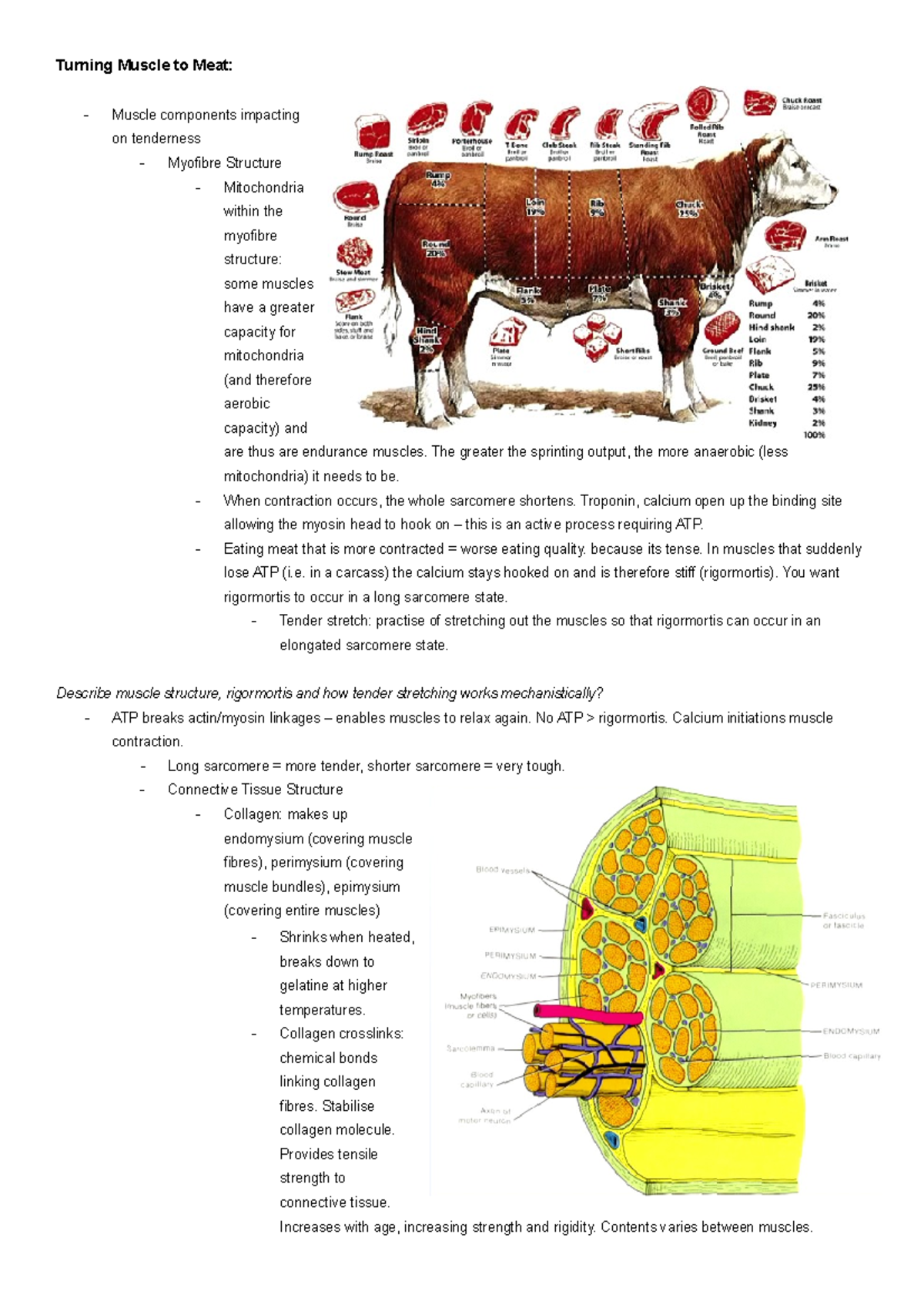 ANS221 - Turning Muscle to Meat - Turning Muscle to Meat: Muscle ...