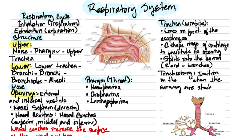 Respiratory System Overview: Inhalation, Exhalation, and Lung Anatomy ...