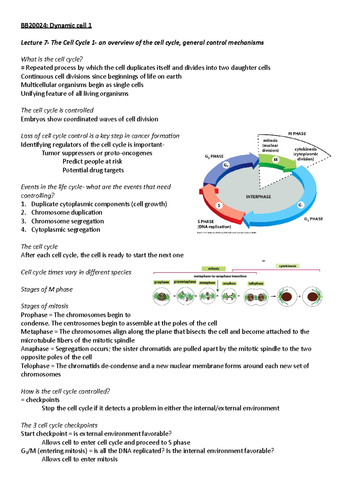 BB2002 Lecture 7 - Overview of the Cell Cycle and Regulation - Studocu