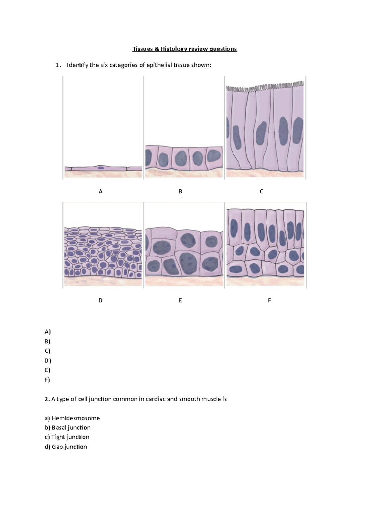 Tissue MCQs Review - Lecture Notes for Histology Studies - Studocu