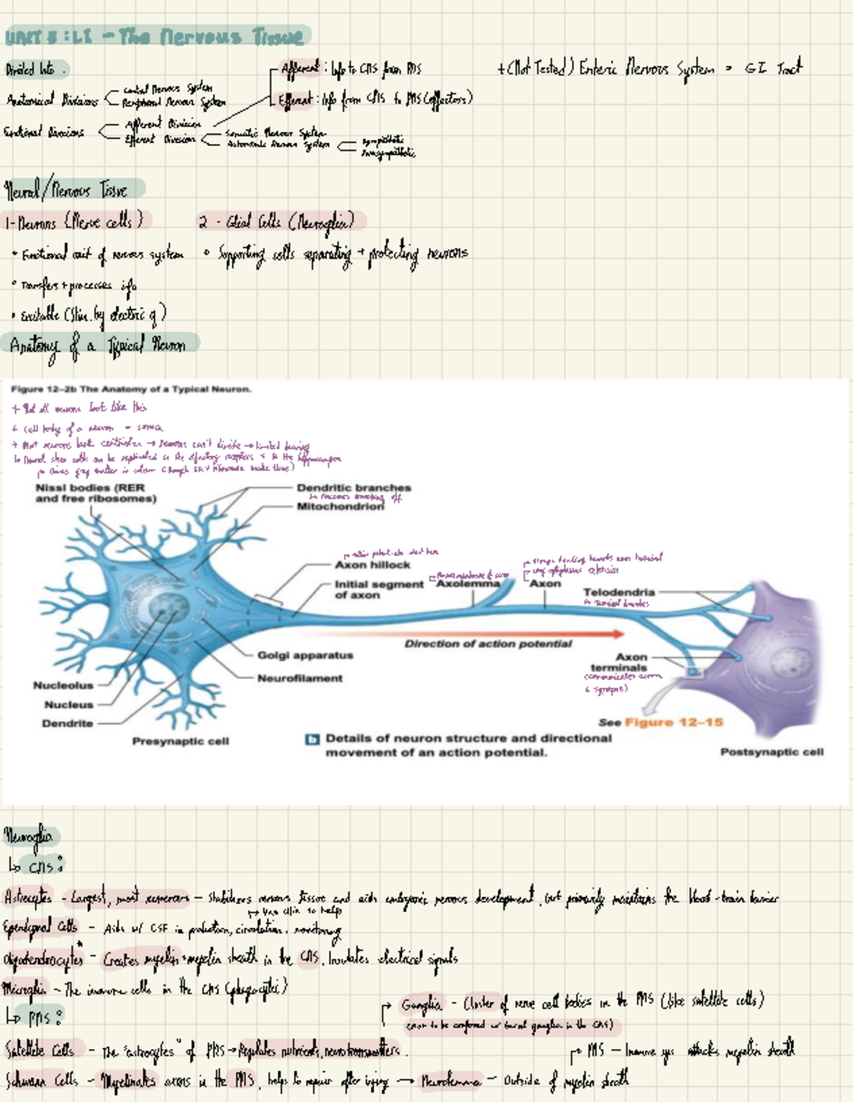 NURS 106 Final Exam Study Guide: Nervous & Endocrine Systems Overview ...