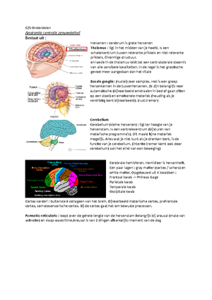 Hersenen anatomie & functies - Hersenen anatomie De hersenen bestaan ...