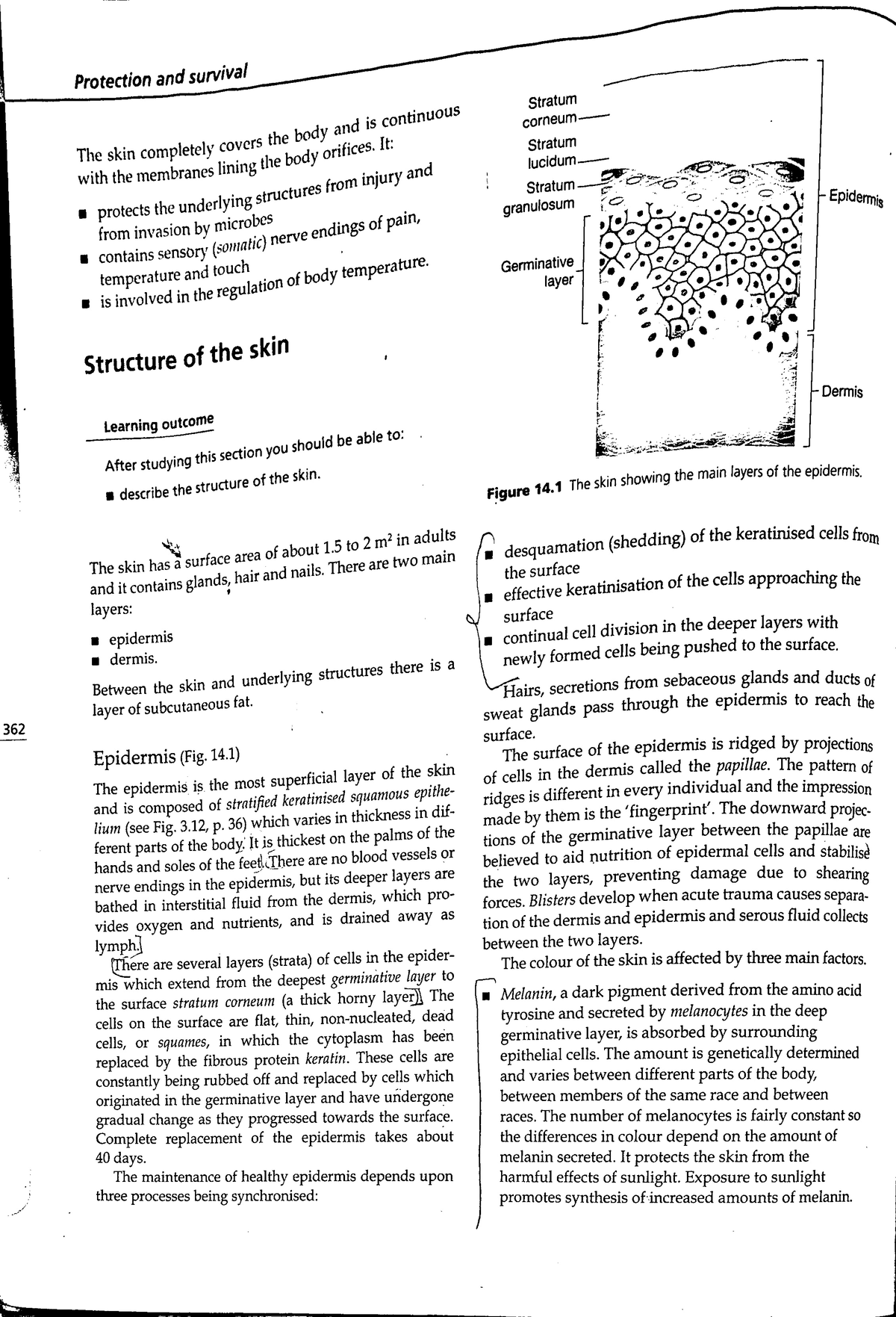 Final Exam Study Guide for ABC101: Skin Structure and Functions - Studocu