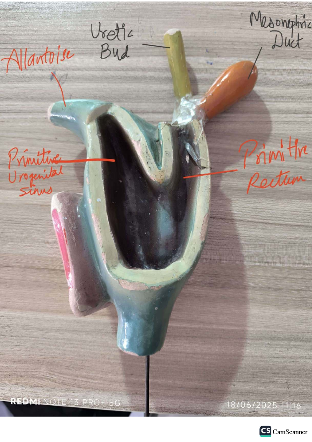 Development of Urinary System-Embryo - English A: Language and ...